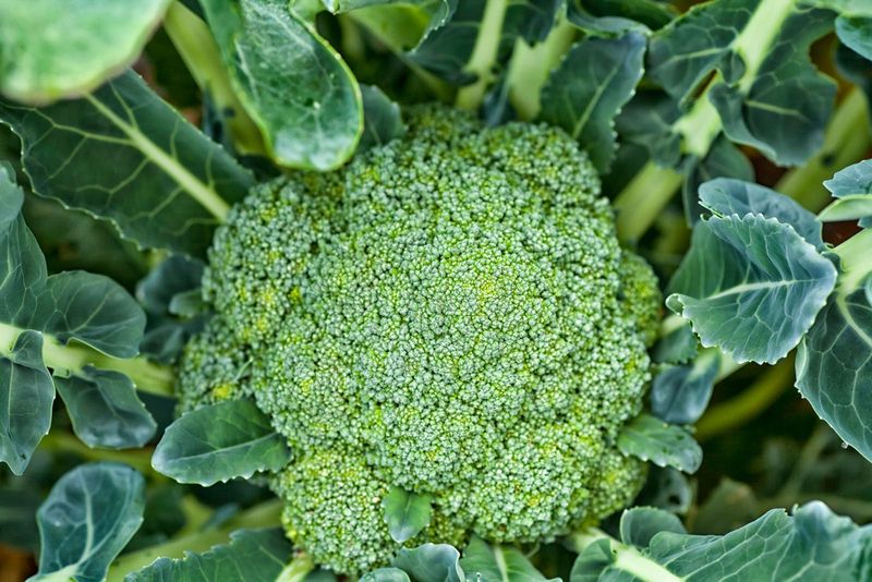 Tips & Information about Broccoli | Gardening Know How