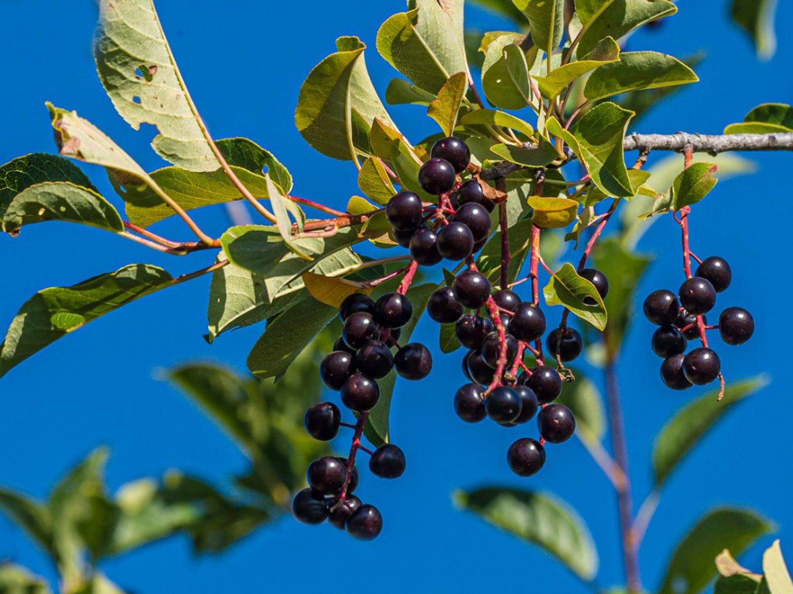 Growing Chokecherry Trees - Where To Plant Chokecherries | Gardening ...