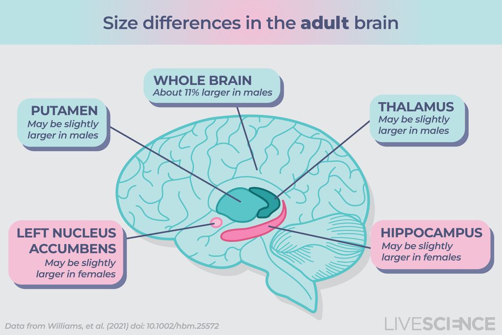 Is there really a difference between male and female brains? Emerging ...