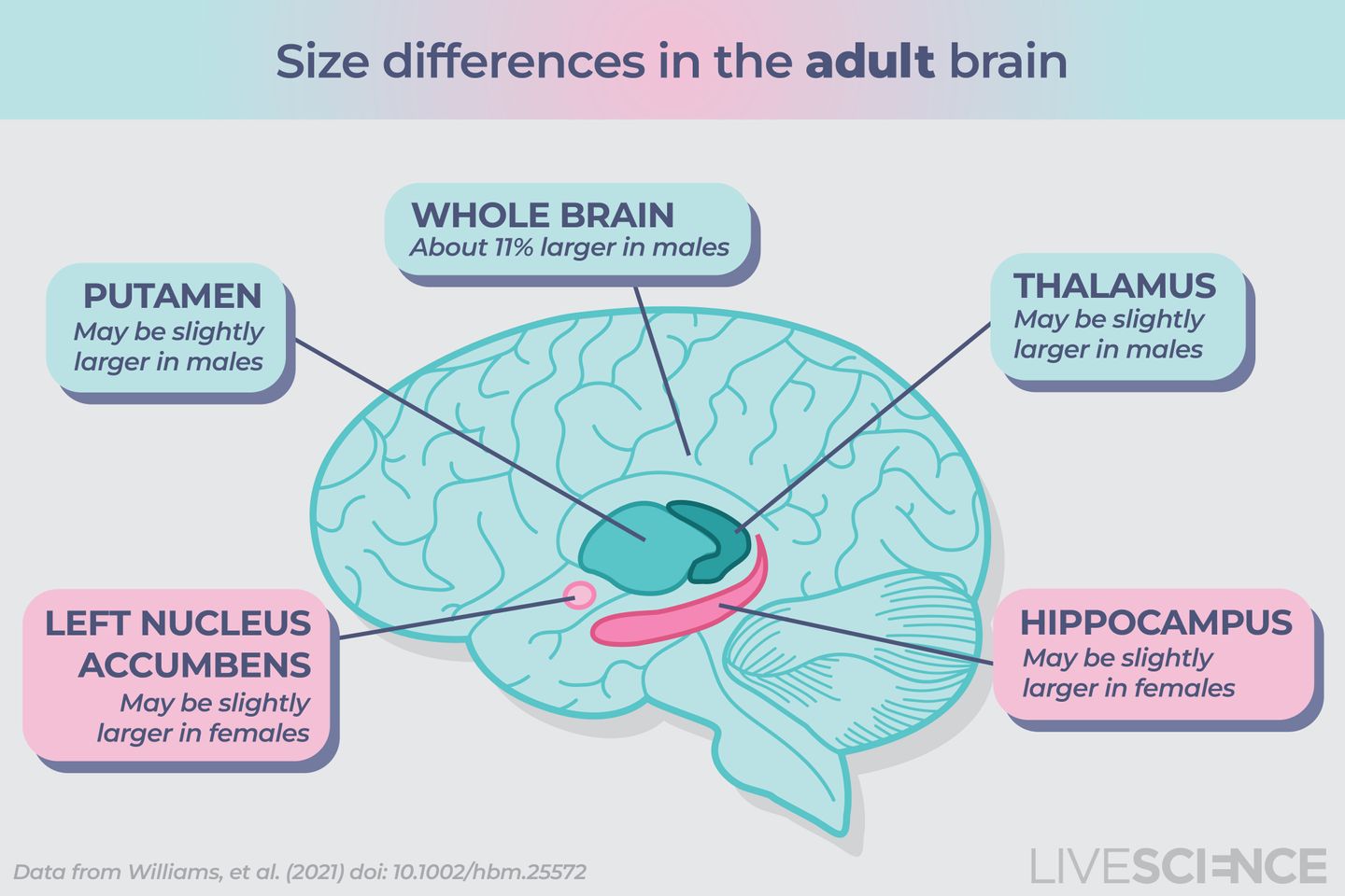 Is there really a difference between male and female brains? Emerging ...