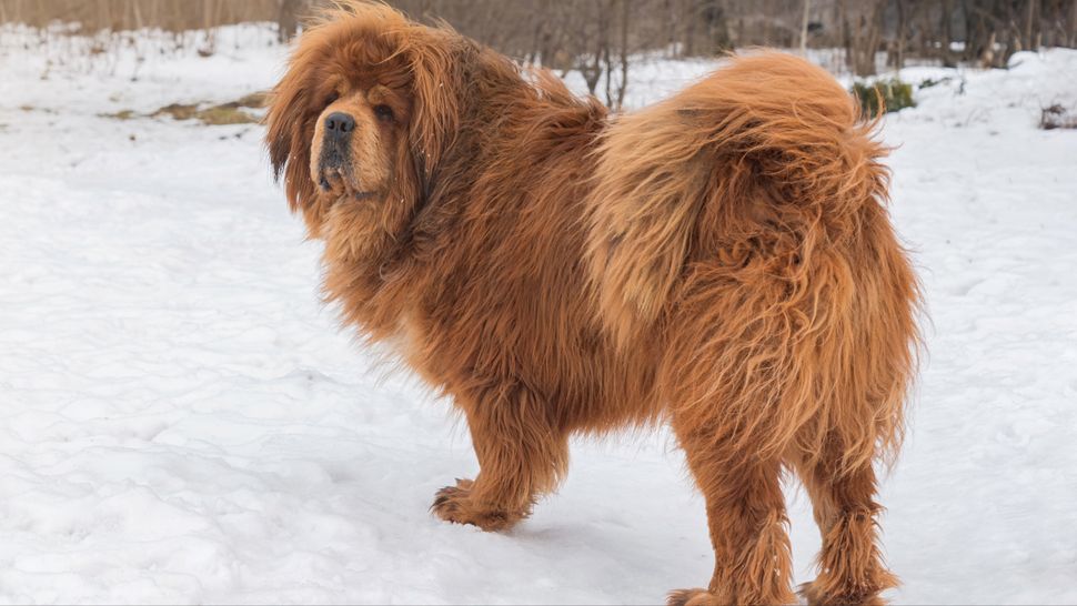 32 best dog breeds for cold climates | PetsRadar