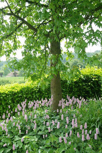 Best ground cover plants: cover bare soil and save on weeding time with ...