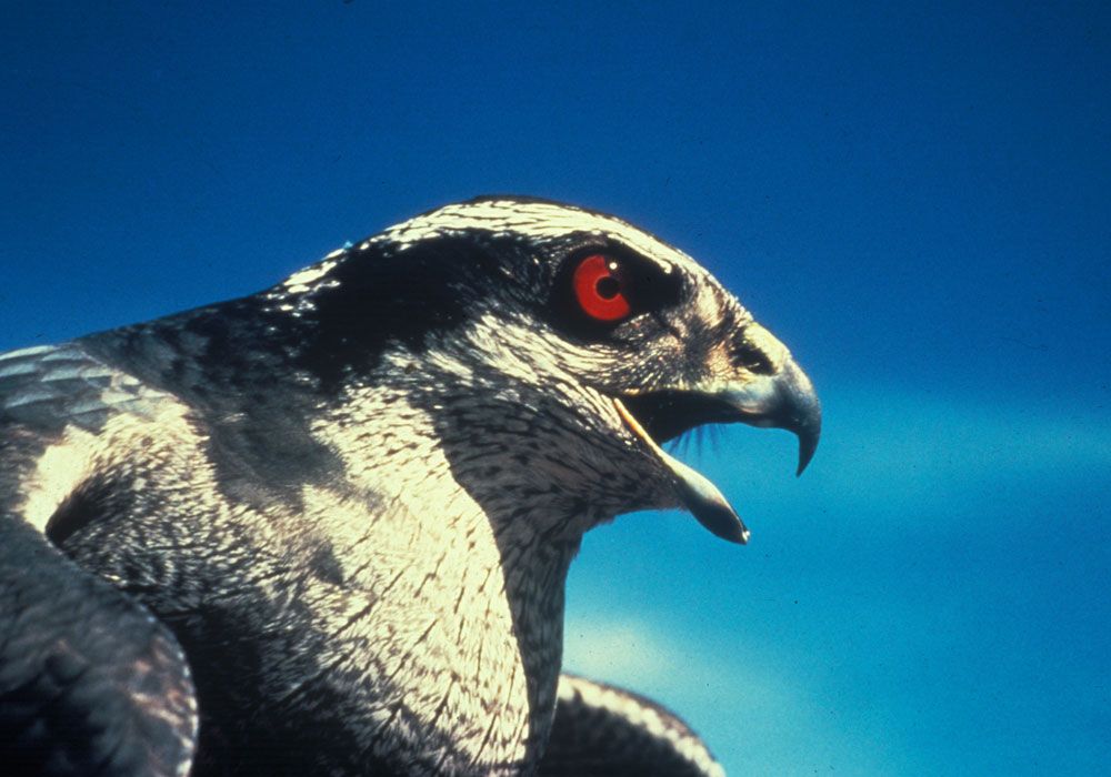 In Photos: Birds of Prey | Live Science