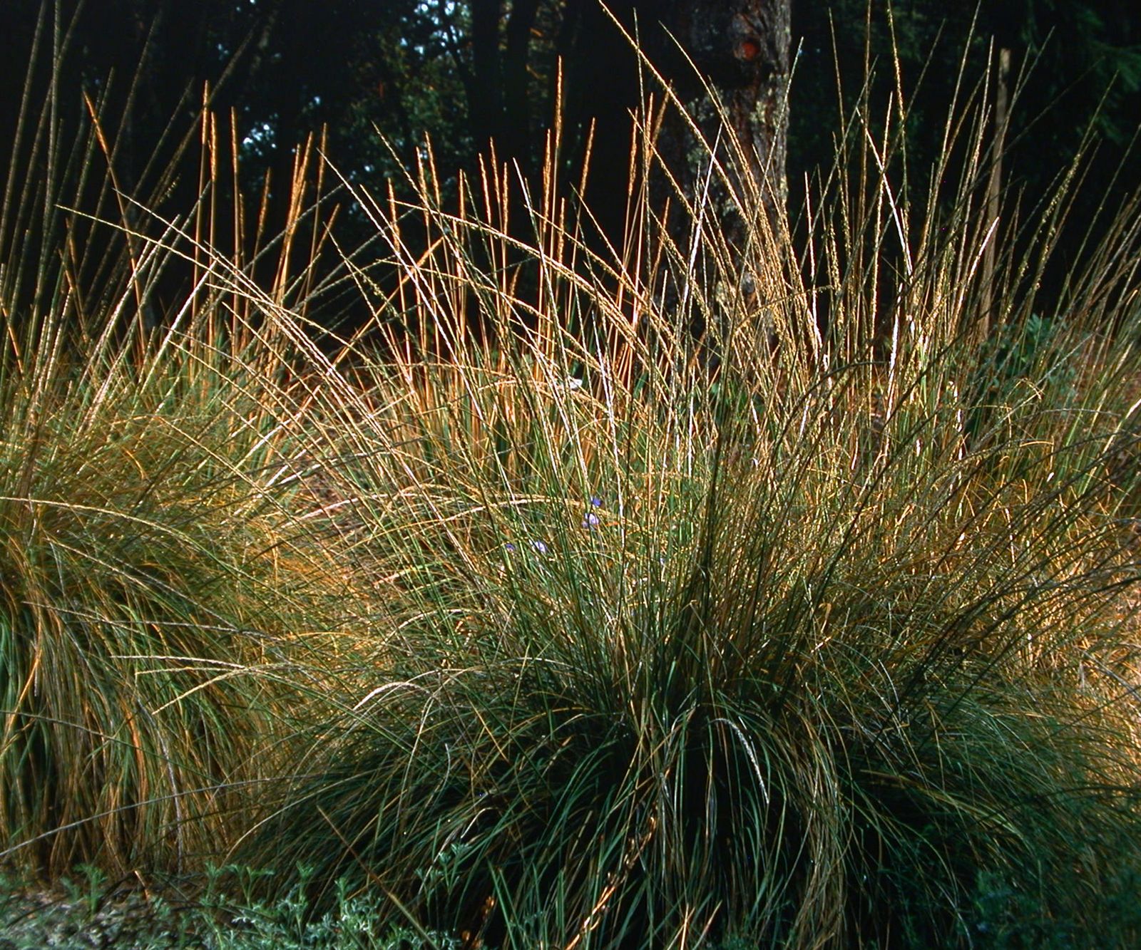 Best native grasses: 7 varieties to add drama to your yard | Homes and ...