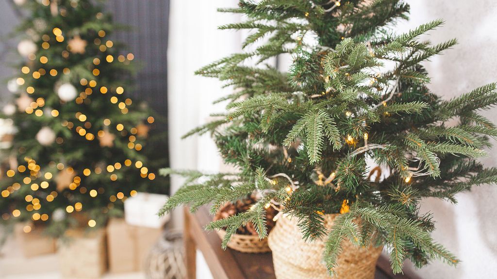 Try These Real Mini Christmas Tree Types For Festive Joy | Gardening ...