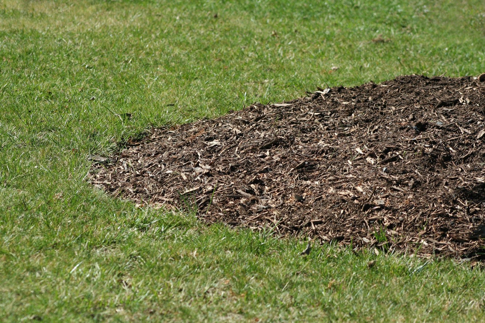 What Is Hybrid Bluegrass Seed: Tips For Planting Hybrid Bluegrasses ...