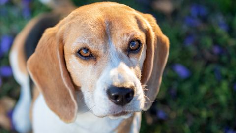 What breed is my dog? How to identify any breed | PetsRadar