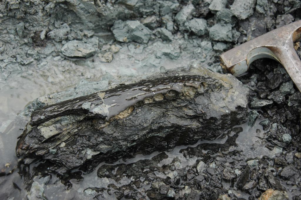 Ancient caiman with 'no parallel in the modern world' left 46 bite ...