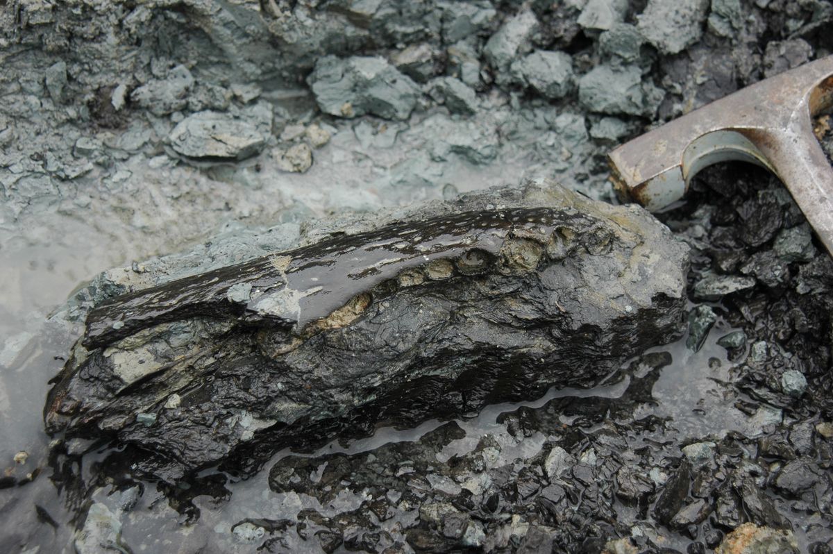 Ancient caiman with 'no parallel in the modern world' left 46 bite ...