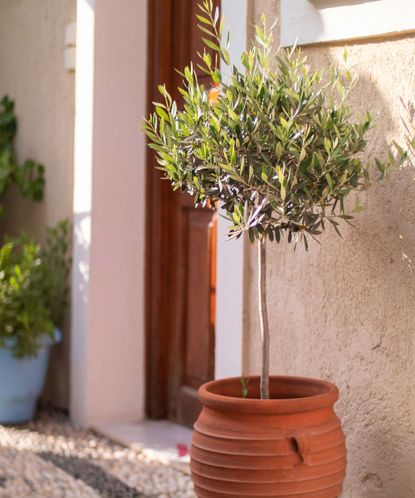 Drought-tolerant trees: 10 resilient choices | Homes and Gardens