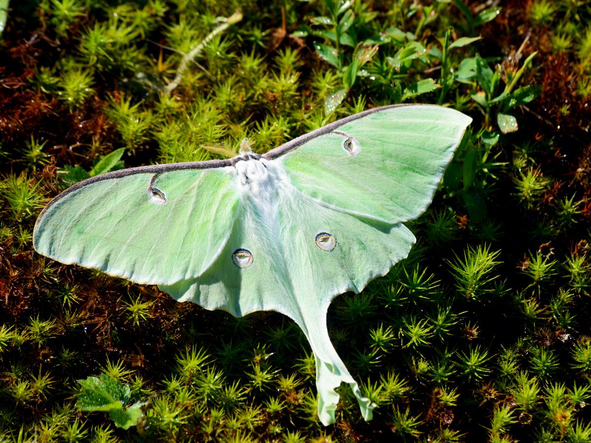 7 Things You Don't Know About Moths, But Should | Live Science 7 Things You Don't Know About Moths, But Should | Live Science