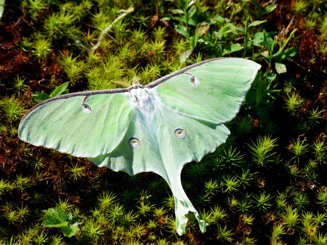 7 Things You Don't Know About Moths, But Should | Live Science