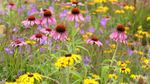 Discover where to begin with matrix planting | Homes and Gardens