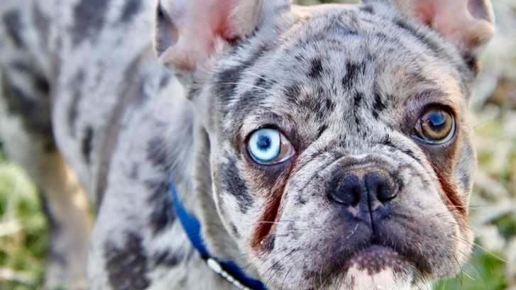Merle dog breeds with dappled coats | PetsRadar