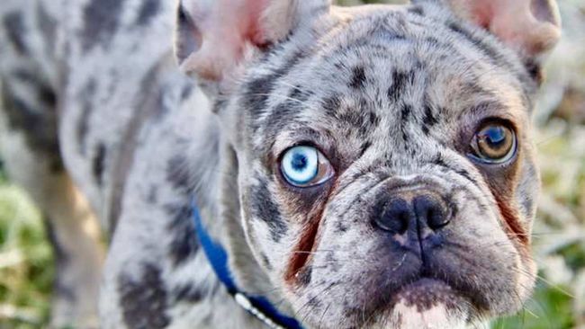 Merle dog breeds with dappled coats | PetsRadar