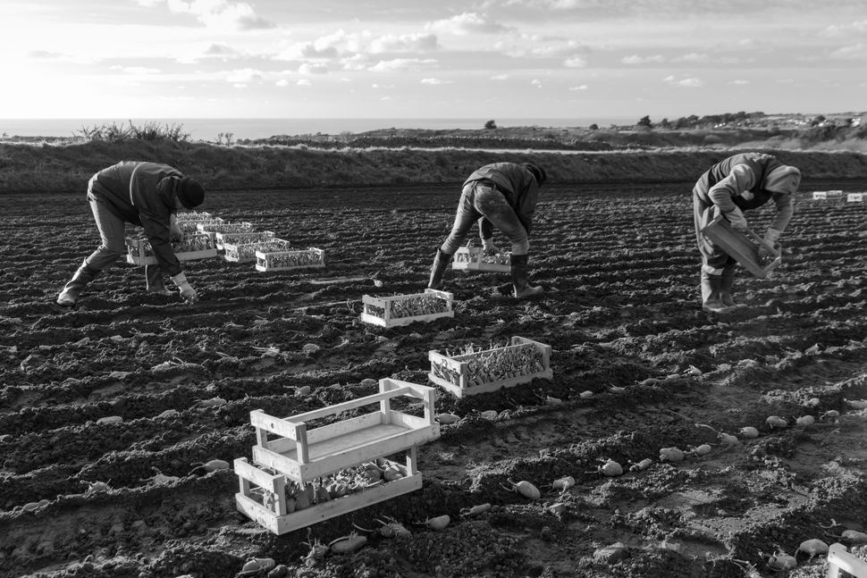Potato getting a lockdown haircut wins Potato Photographer of the Year ...