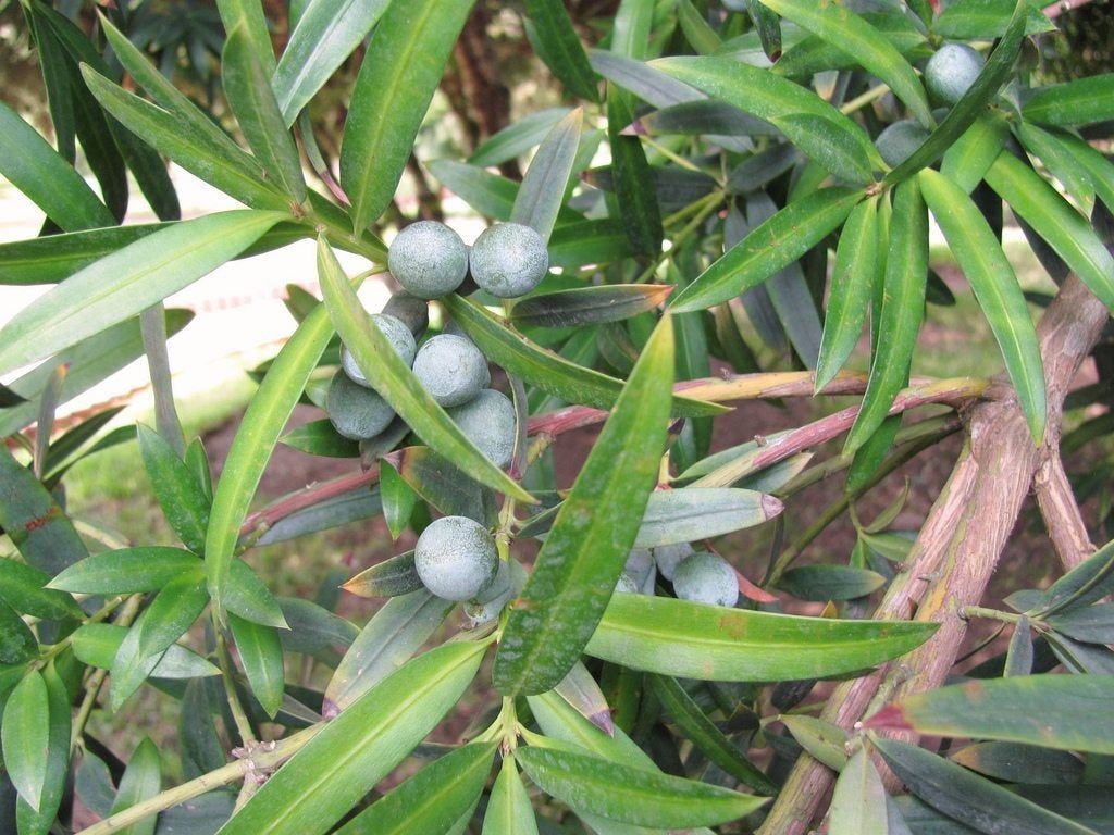 Plum Pine Care - Information On Growing Podocarpus Plum Pines ...