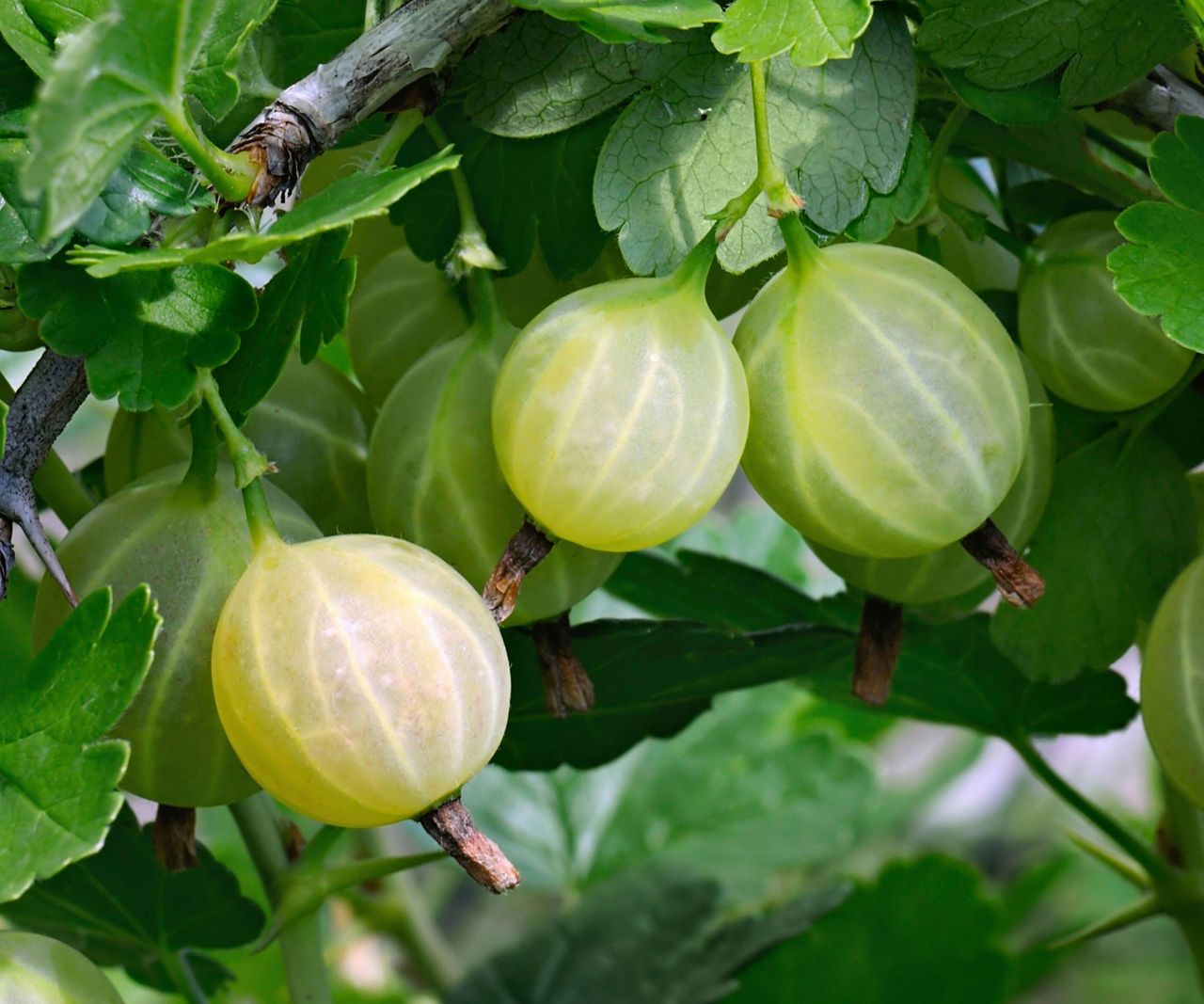 Expert tips for when and how to prune gooseberries | Homes and Gardens