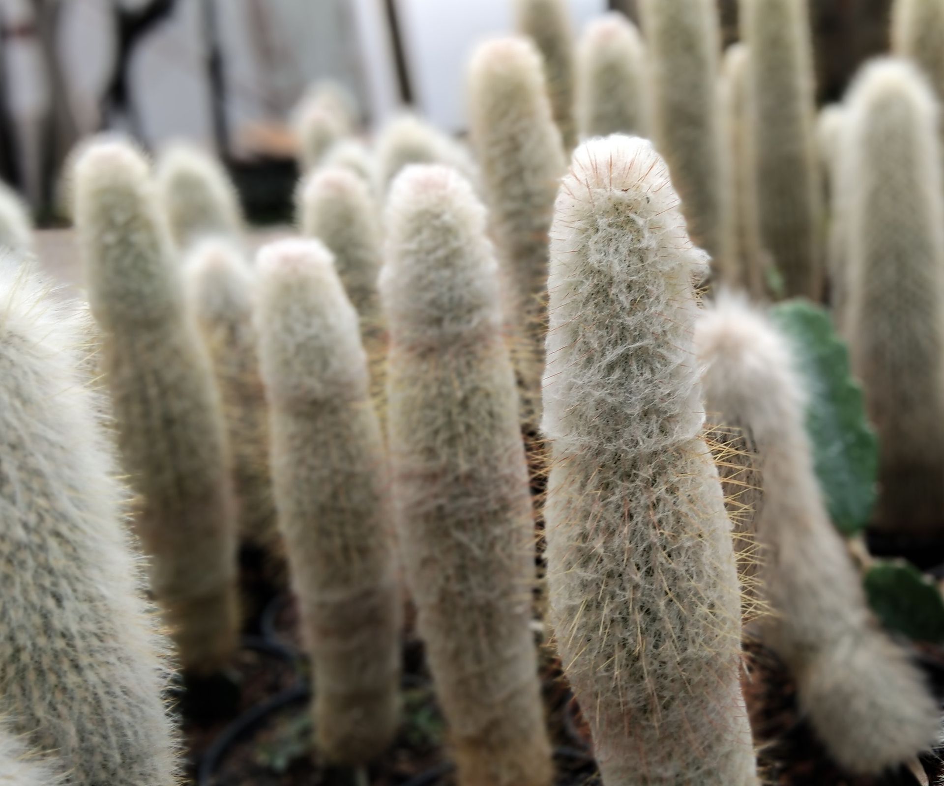 Spooky Plants: 12 plants that will thrill and scare | Homes and Gardens