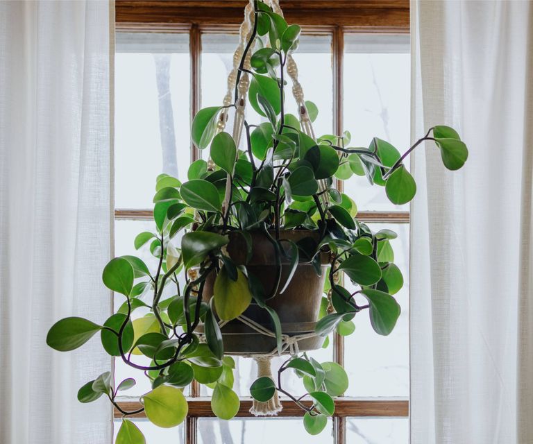 What Is Indirect Light? Grow Better Plants In Filtered Light ...
