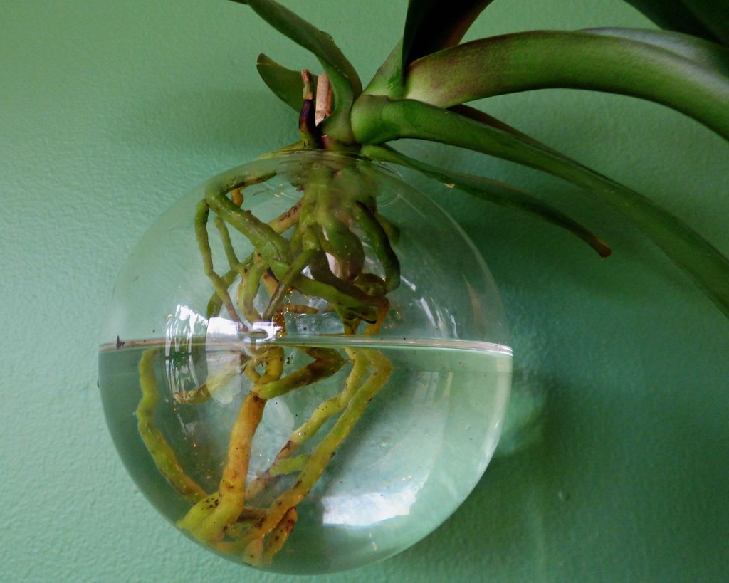 Hydroponic Orchid Growing - How To Grow Orchids In Water | Gardening ...
