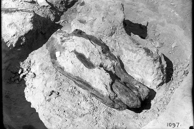 In Images: A New Look at T. Rex and Its Relatives | Live Science