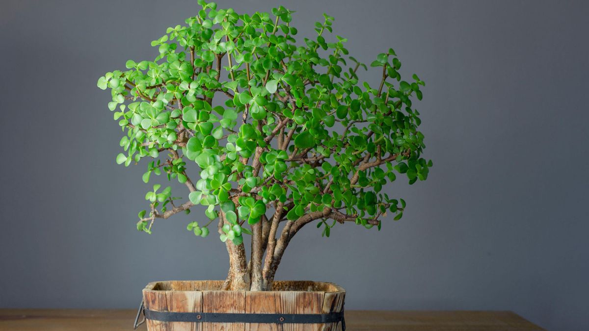 How to propagate elephant bush succulent: top tips | Homes and Gardens