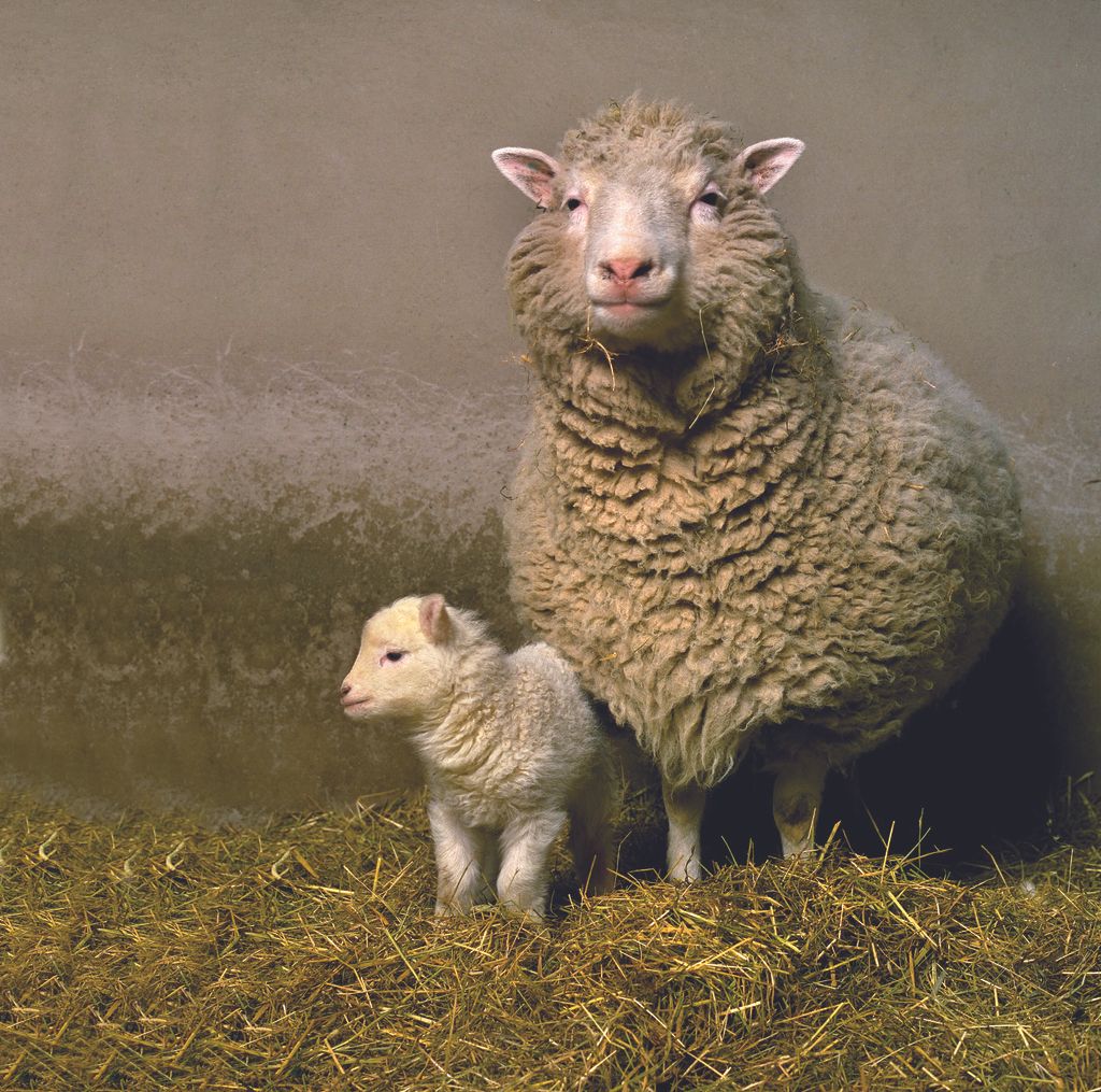 20 Years After Dolly the Sheep, What Have We Learned About Cloning ...