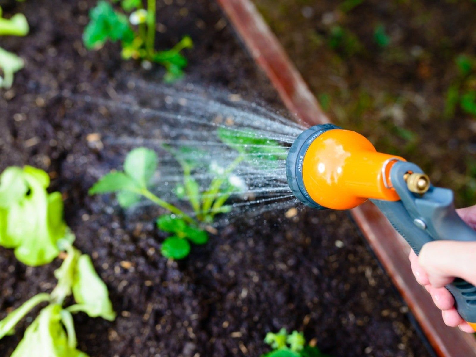 Learn How Often To Water Vegetables Garden Beds | Gardening Know How