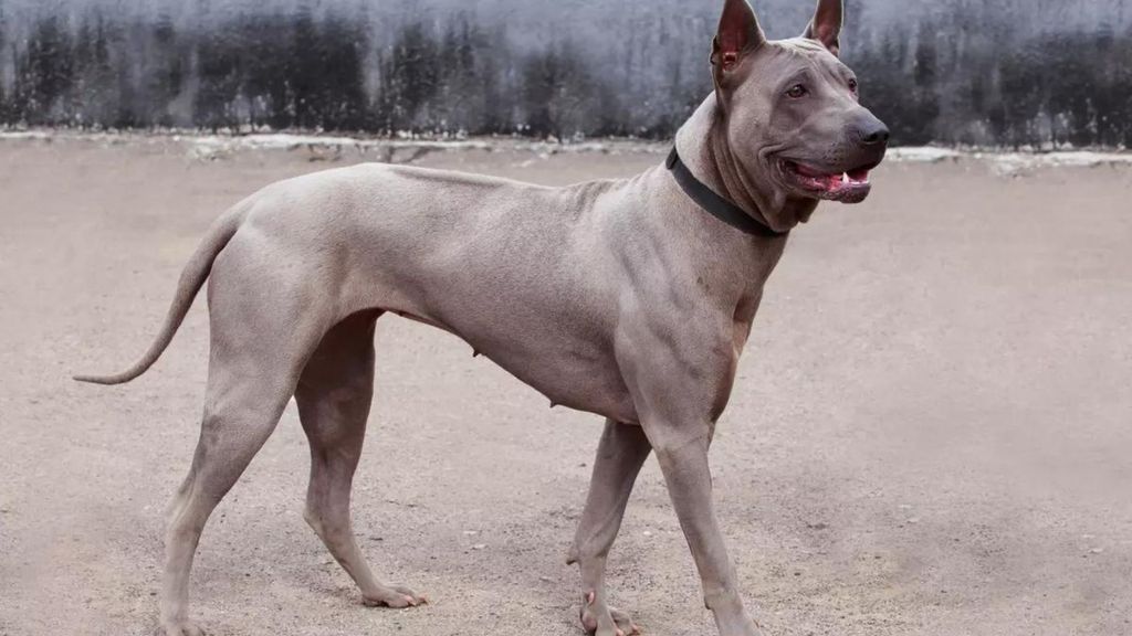 Rarest dog breeds: 25 canine companions you’ve probably never heard of ...
