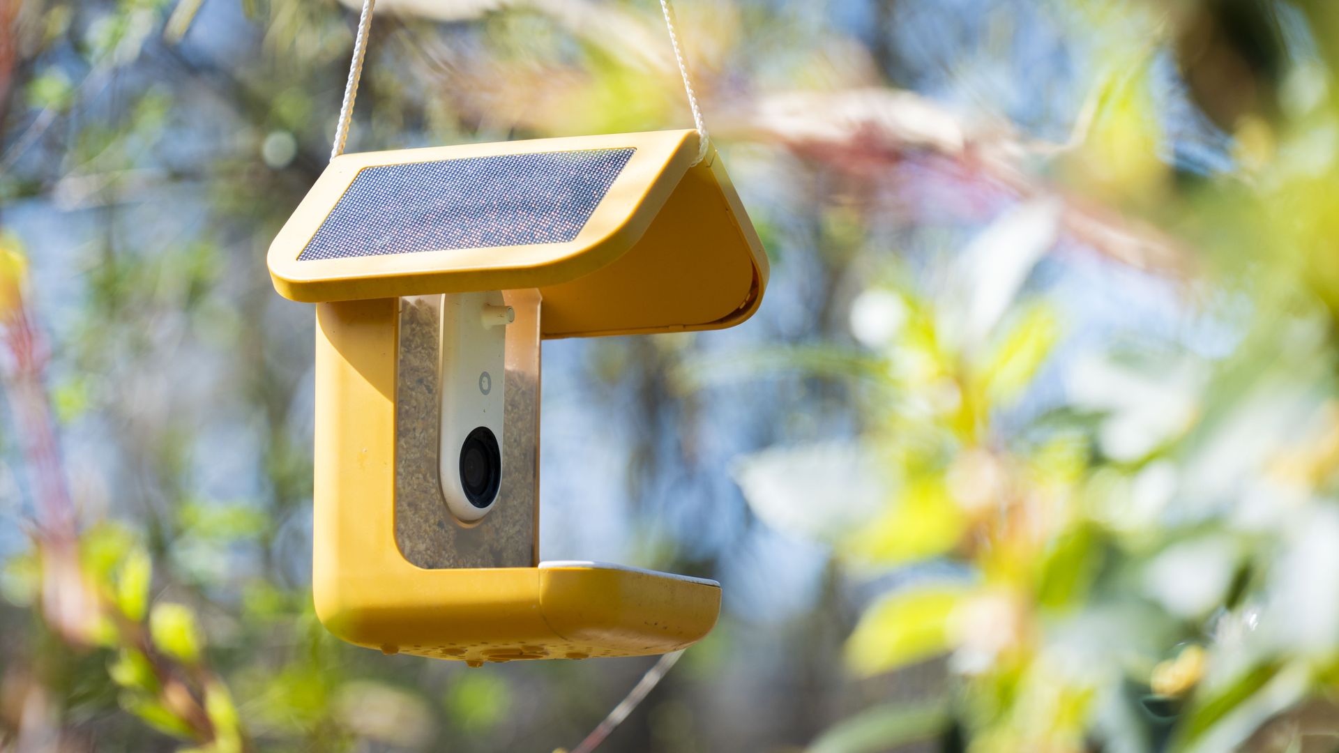Bird Buddy Smart Bird Feeder Pro review: improved 2K video and AI ...