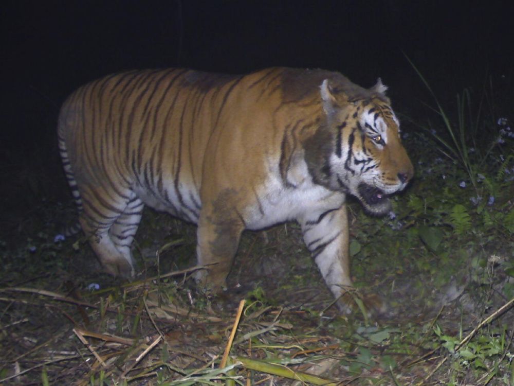 Big Wild Male Bengal Tigers ( Pictorial And Videos ). - Page 5 ...