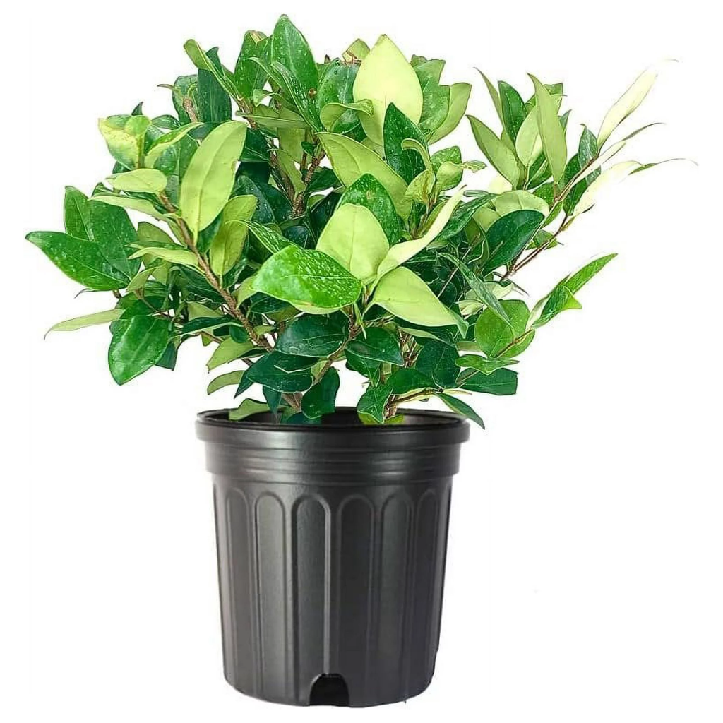 Ficus Nitida — This Hollywood Style Hedge is the Perfect Fence to Add ...