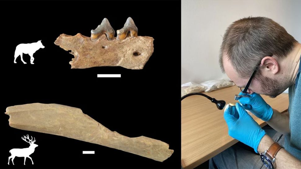 45,000-year-old bones unearthed in cave are oldest modern-human remains ...