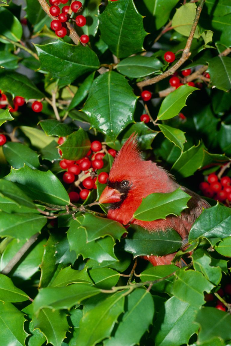Planting a hedge for wildlife: an expert guide | Homes and Gardens