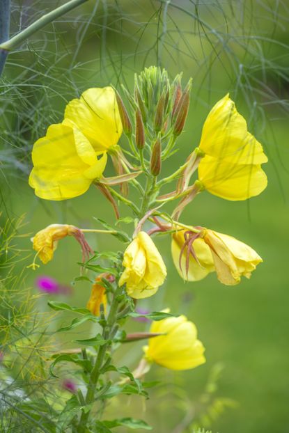 Real garden: enjoy this timeless cottage garden created on a budget ...