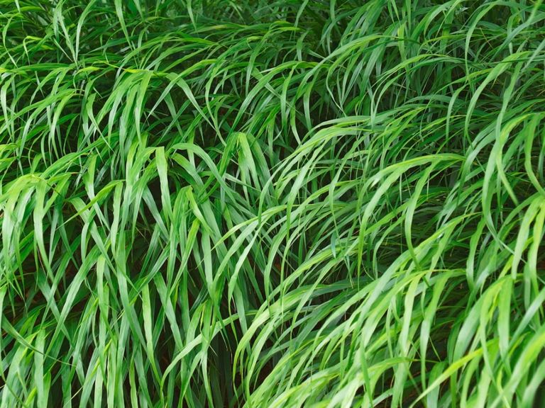 Container Grown Forest Grass: Tips For Growing Forest Grass In ...