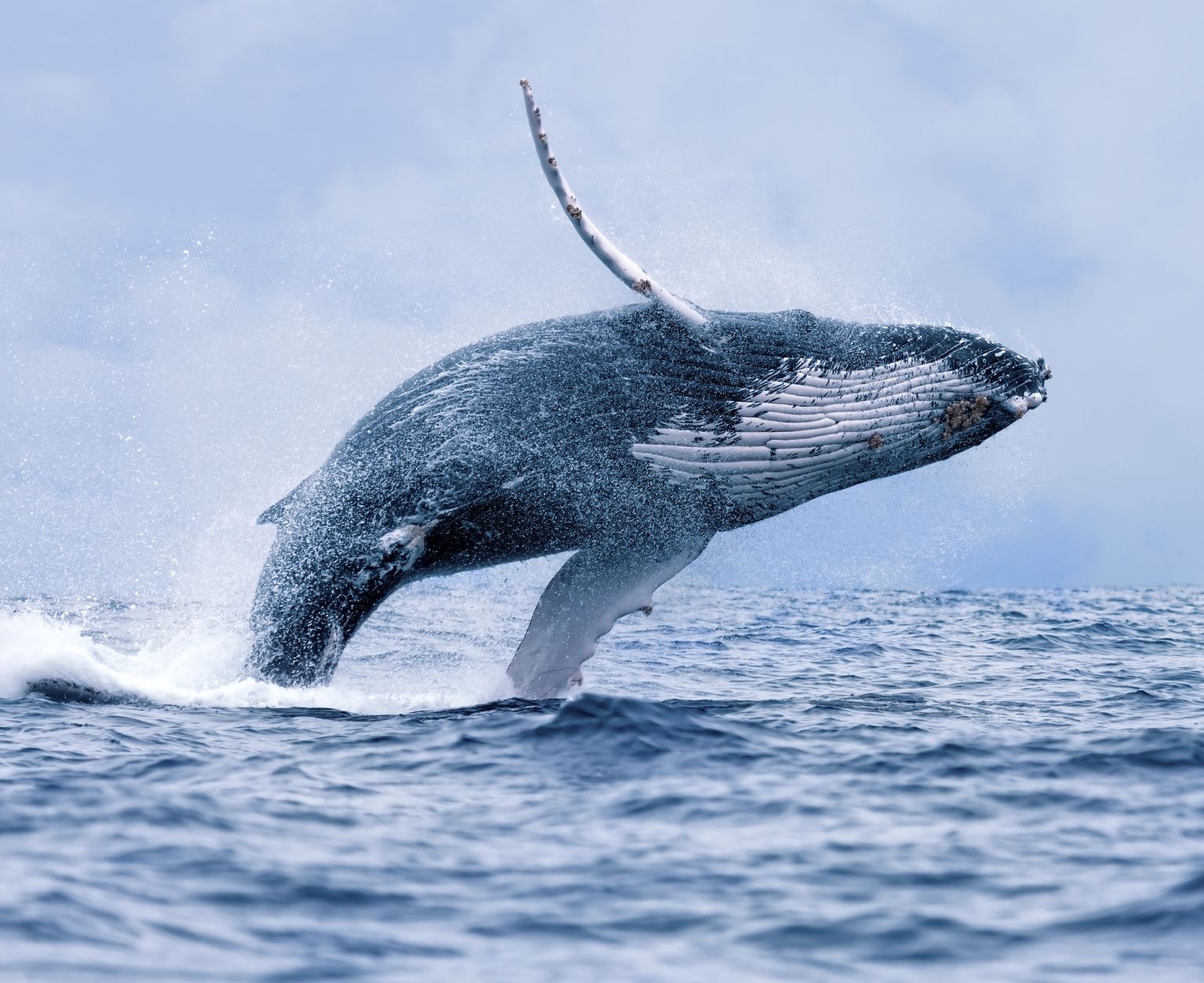 Government suggests removing humpback whales from endangered species ...