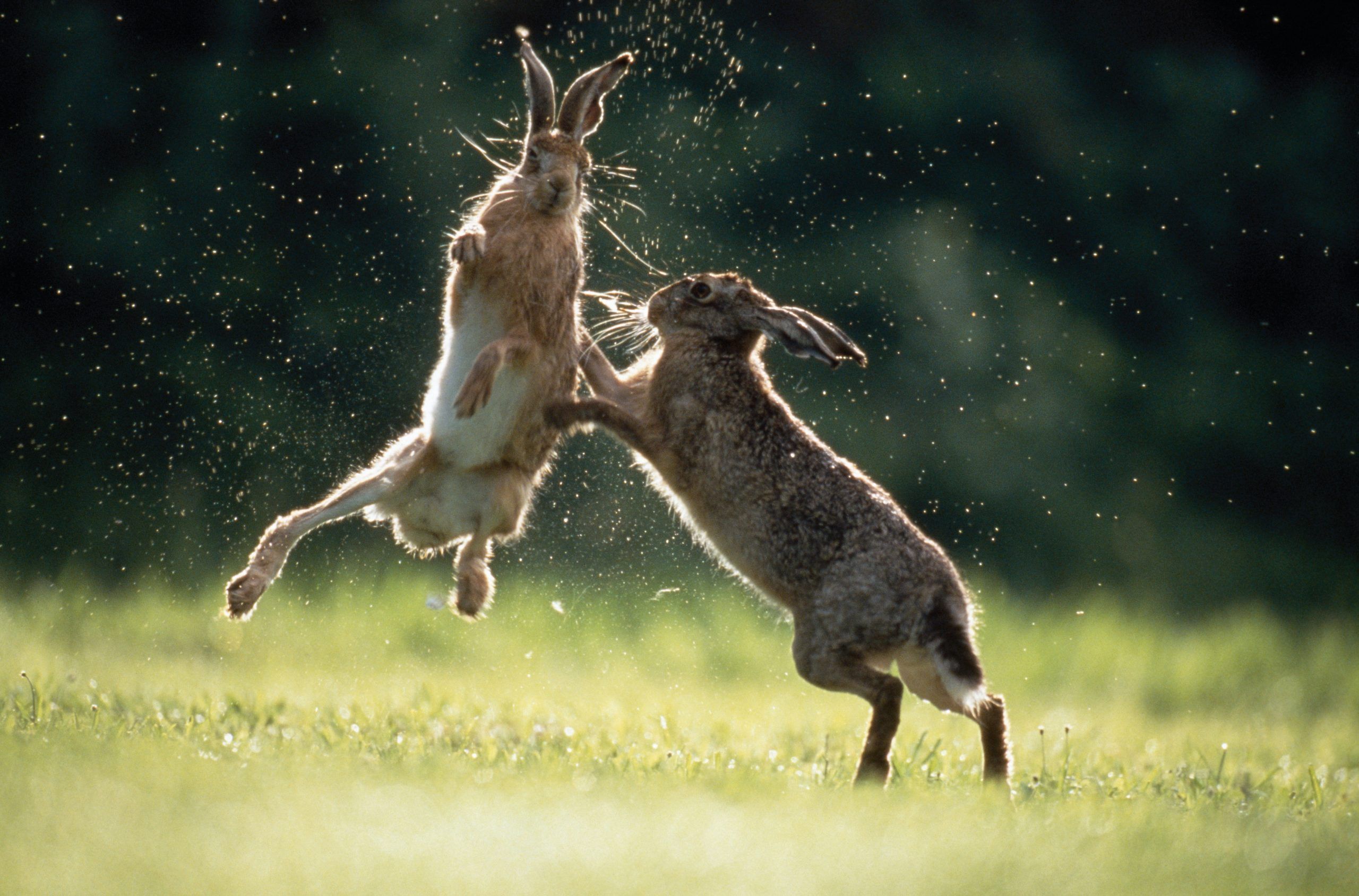9 fascinating facts about hares | Country Life