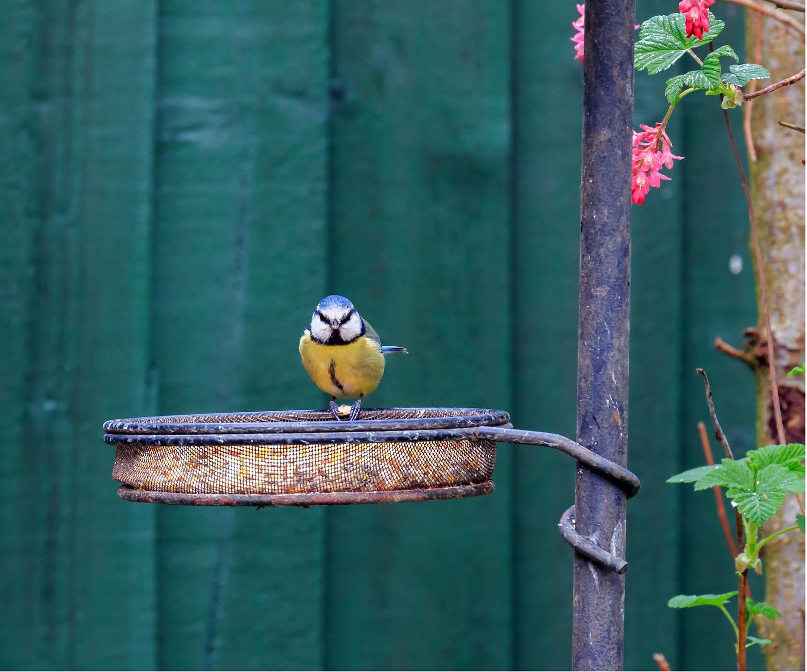 Why you should put pasta in a bird feeder: expert insights | Homes and ...