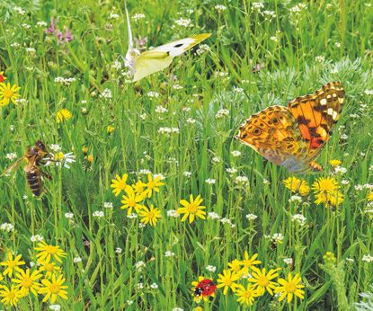 What is the anti-lawn movement: with expert opinions and advice | Homes ...