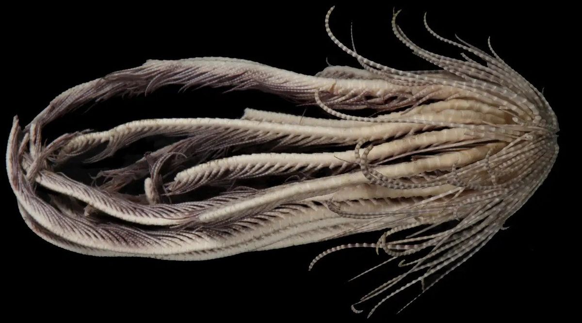 Bizarre, alien-like creature discovered deep in Atlantic Ocean has 20 ...