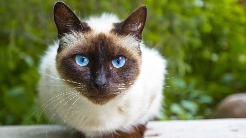 32 easiest cat breeds to train | PetsRadar
