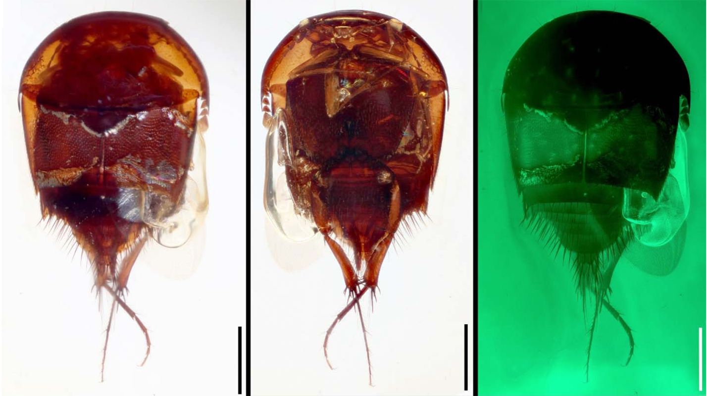 Amber Tomb Trapped Ancient, Termite-Loving Beetles | Live Science