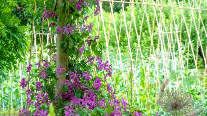 6 Must-Have Climbing and Vining Plants That Bloom | Gardening Know How