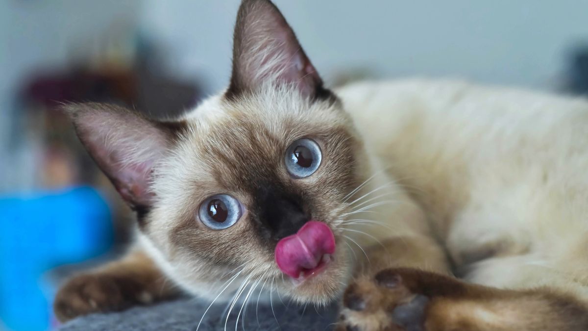 15 white cat breeds that will melt your heart | PetsRadar