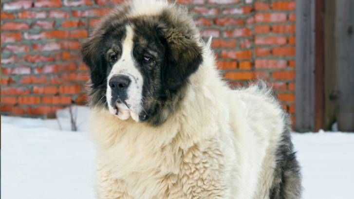 10 different types of Mastiff breeds to know | PetsRadar