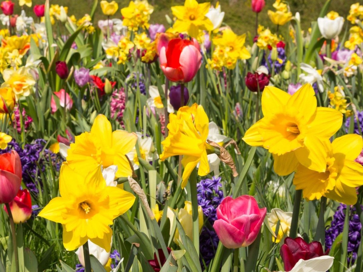 How To Cut Back Bulbs After Flowering | Gardening Know How