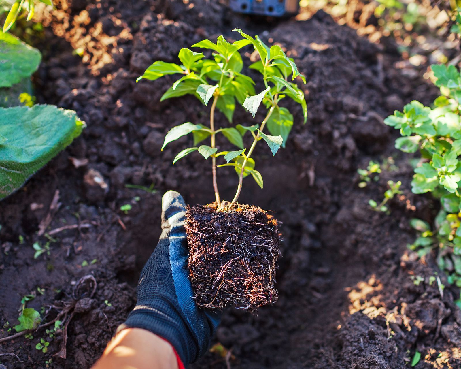 Hydrangea Care Guide: Grow Strong Plants & Lasting Blooms | Gardening ...