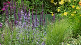 How to grow monkey grass: expert advice | Homes and Gardens